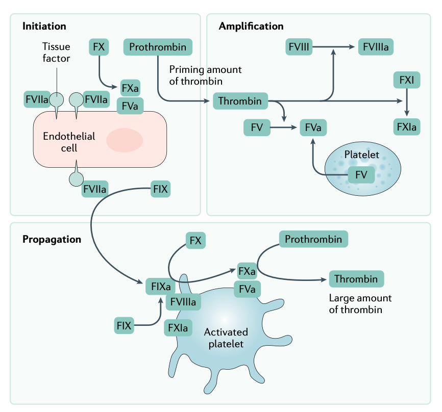 Hämophilie — Onkopedia